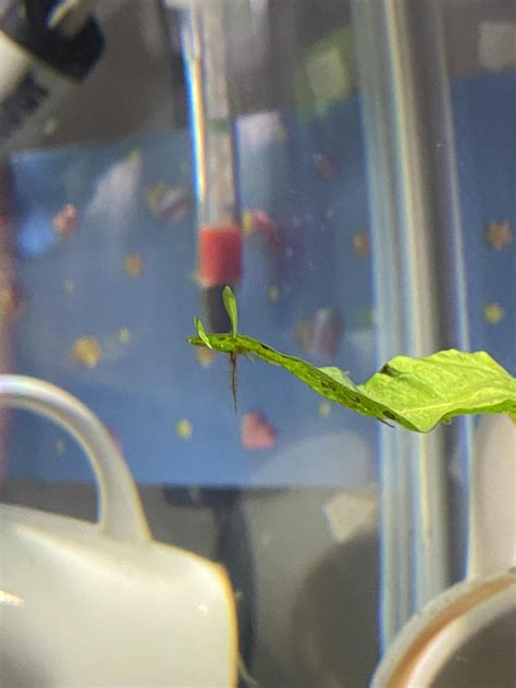 Java Fern Babies Rplantedtank