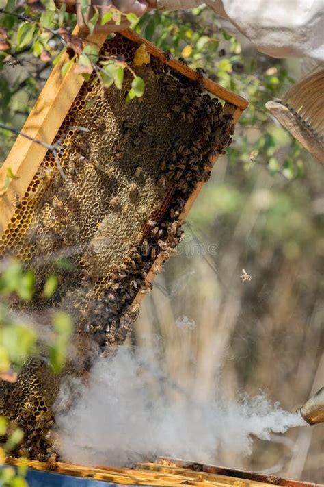 Apiary Worker Or Beekeeper Manage Colonies Of Honeybees For The