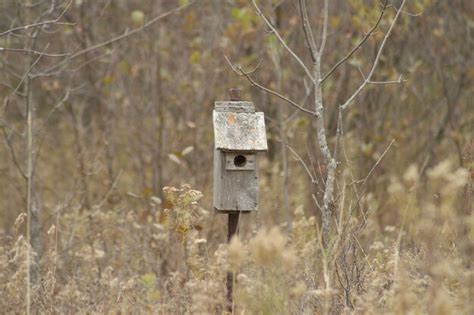 Premium Photo Close Up Of Hanging On Grass