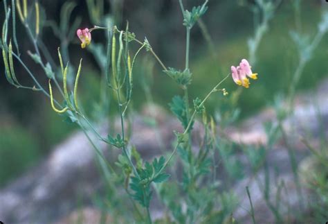 Capnoides Sempervirens Pink Corydalis Go Botany