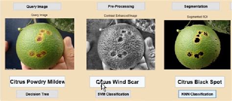 Figure 11 From Identification Of Citrus Fruit Defect Using Computer