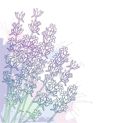 传染媒介与概述淡紫色花束、芽和叶子的角落花束在淡色紫色和绿色在白色背景 向量例证 插画 包括有 èš±æ ÿ èš± 150006064