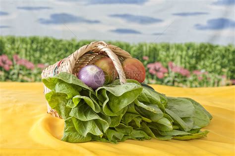 新鲜有机蔬菜绿色花园白色素食农业红色黄瓜食物生长高清图片下载 正版图片321250067 摄图网