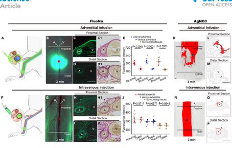 Figure 1 From Regulation Of Interstitial Fluid Flow In Adventitia Along