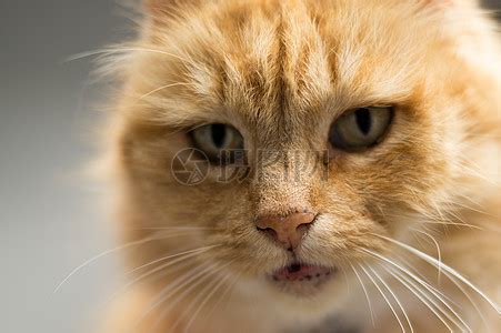 猫头图片猫头素材猫头高清图片摄图网图片下载
