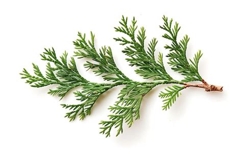 Green Cedar Branch Isolated On White Background Premium Ai Generated