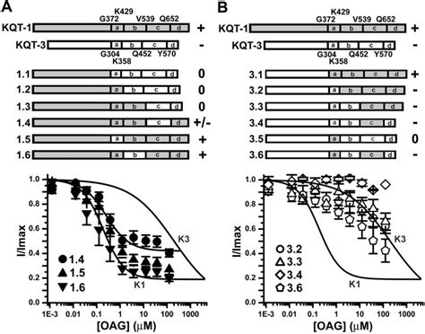 Chimeric Constructs Exchanging Subdivisions Of Cooh Terminal Tails