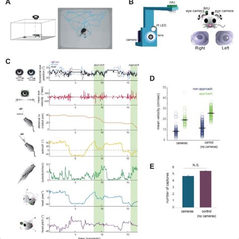 Cortical Magnification From The Retina To The Visual Cortex Distorts Download Scientific