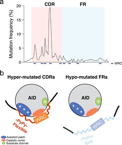 Dancing With Dna Aid Embraces Flexible Partners Cell Research X Mol