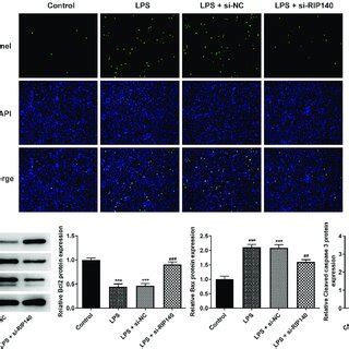 Knockdown Of RIP140 Inhibits LPS Induced Apoptosis In HPMECs A Cell