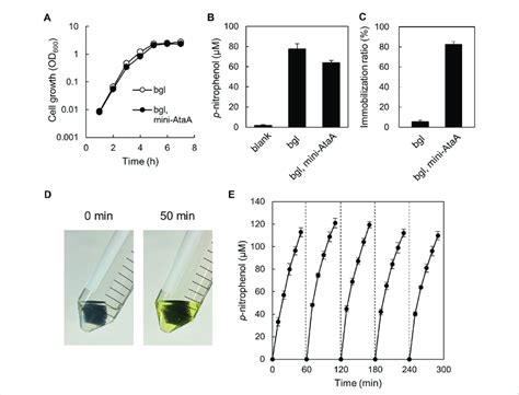 Enzymatic Reaction By E Coli Jcm Bgl Mini Ataa Cells Expressing