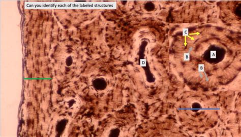 Histology Lab Exam 1 Flashcards Quizlet