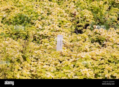Sedum Makinoi Ogon Golden Japanese Stonecrop Growing Inside