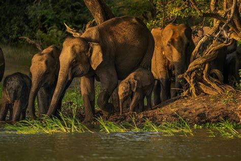 Asian Elephant Habitat Climate