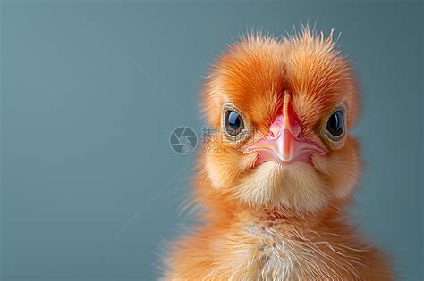 毛茸茸的动物小鸡高清图片下载 正版图片601262827 摄图网