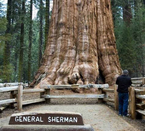 Секвойя генерал шерман фото и картинки 64 штук