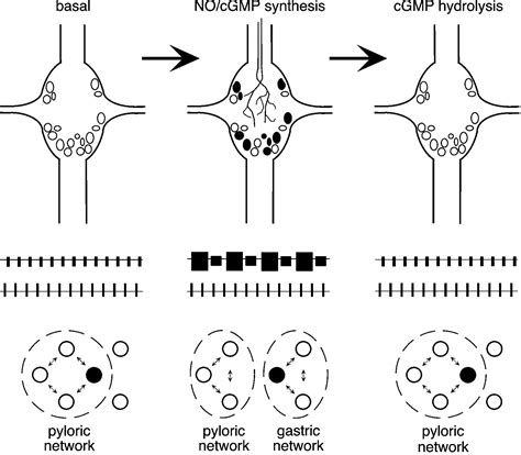 Neural Network Partitioning By No And Cgmp Journal Of Neuroscience