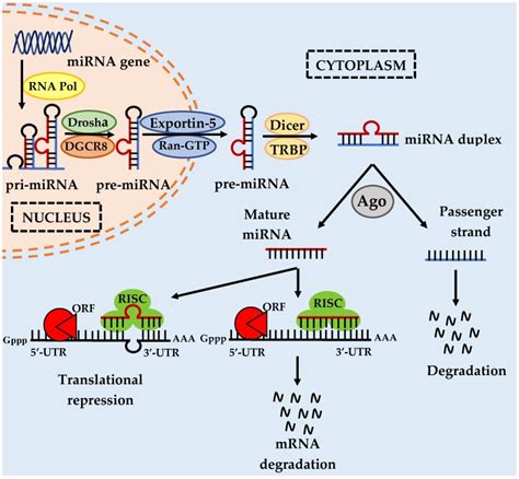 The Regulatory Role Of Micrornas In Breast Cancer Pmc