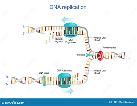 DNA Replication Okazaki Fragments Stock Vector Illustration Of