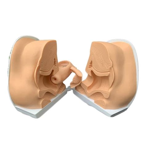 Biomedical Gynecological Examination Teaching And Training Anatomical