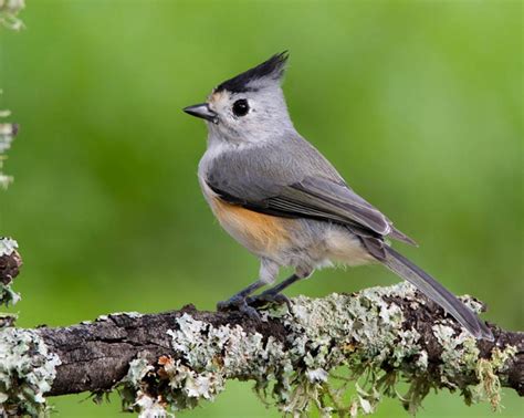 20 Birds With Black Heads With Pictures Optics Mag
