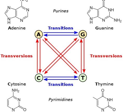 What Is The Difference Between Transition And Transversion Pediaa Com