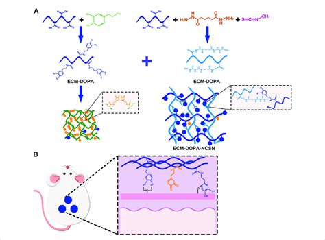 Model Diagram Of Ecm Preparation Of Biological Glue A Ecm Is Download Scientific Diagram