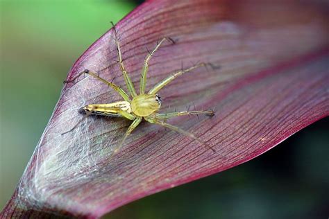 Female Oxyopes Birmanicus Weaving Its Eggsac