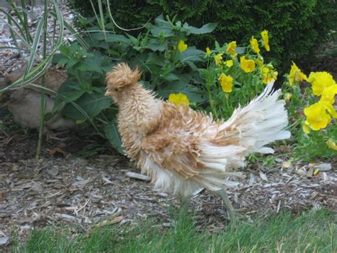 Sexing Polish Frizzle Backyard Chickens Learn How To Raise Chickens
