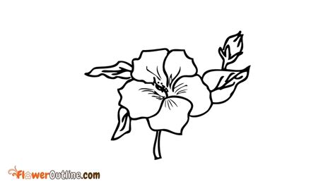 Sampaguita Drawing At Explore Collection Of Sampaguita Drawing