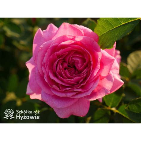 Marija Frayla™ Róże Silnie Pachnące Szkółka Róż Hyżowie