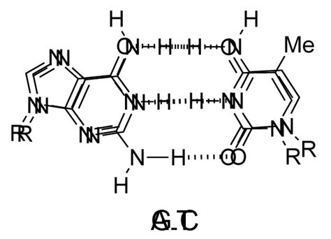 Atdbio Nucleic Acids Book Chapter 1 Nucleic Acid Structure