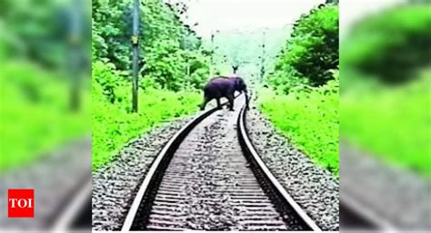 Elephant Calf Tragic Incident Elephant Calf Killed By Train In