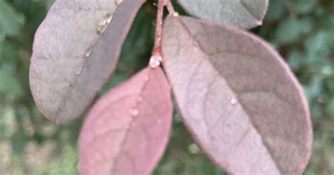 What Is This Plant Album On Imgur