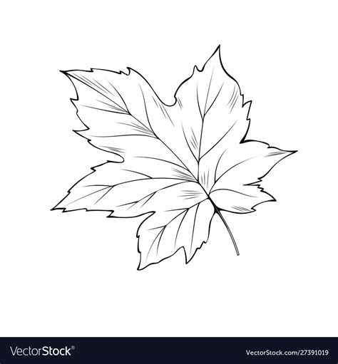 Maple Tree Coloring Pages