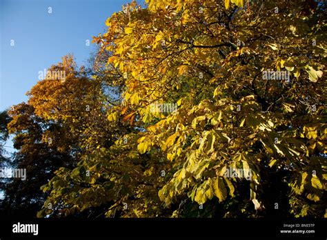 Trees Changing Colour In Autumn Stock Photo Alamy