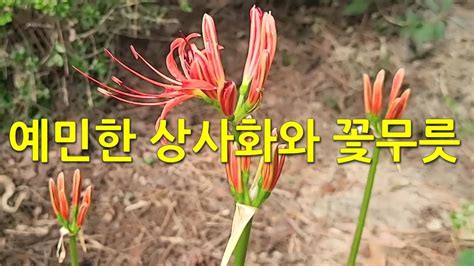 예민한 상사화와 꽃무릇 달버그데이지 아게라텀 채송화 블루세이지 은쑥 플록스 스토케시아 와인컵쥐손이 백양상사화 겹다투라