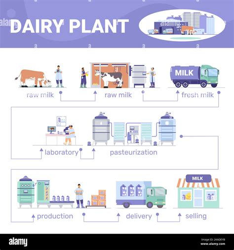 Dairy Plant Flat Infographics With Text And Diagram Of Production