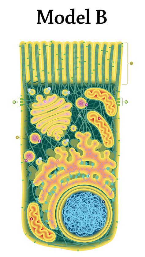 Mystery Cell Model