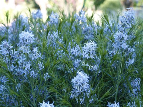 Amsonia Hubrichtii Butterscotch Bunchberry Nurseries