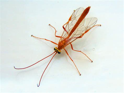 图片素材 Sun wasp 外星人 秋季 探险家 侵略者 蚜 翅膀 bug 红 错综复杂 飞行 害虫 收成 作物