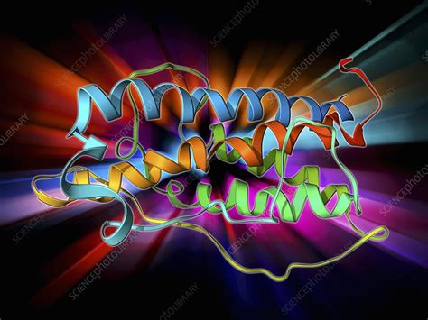 Human Growth Hormone Molecule Stock Image F0096091 Science Photo
