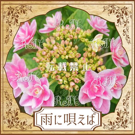 Yahooオークション 【雨に唄えば／105cmポット苗】アジサイ 美花