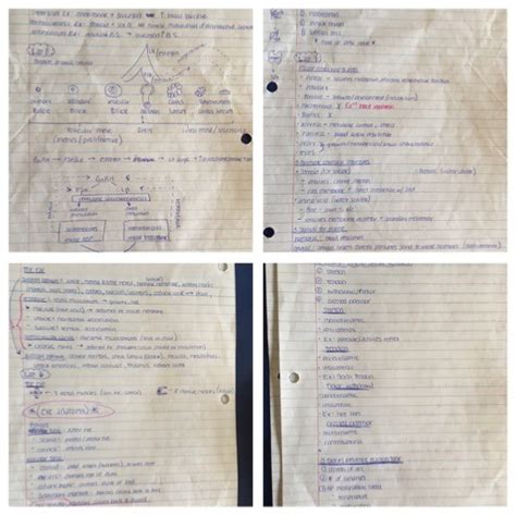 Lab Final Study Guide Diagram Quizlet