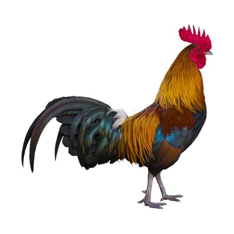 A On White Background Stock Illustration Illustration Of Year 83243140