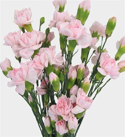Pink Carnations In A Vase Pixie Carnation Dianthus