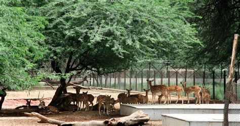 Places To Visit In Delhi National Zoological Park Delhi