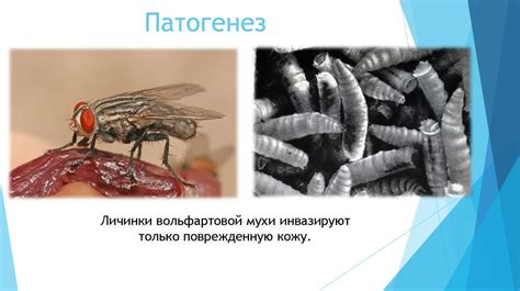 Вольфатриоз - online presentation