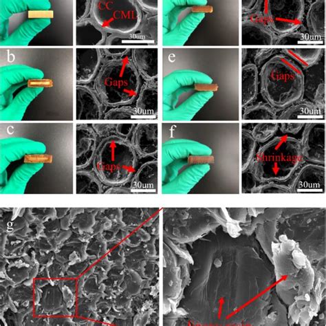 E Images And Scanning Electron Micrographs Of The Bamboo Processing