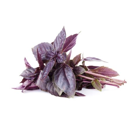 Red Basil Subati Group